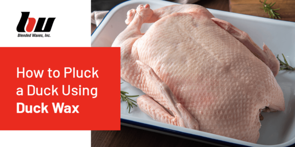 How to Pluck a Duck Using Duck Wax | Duck Wax Supplier