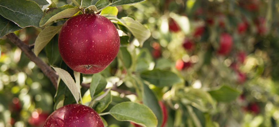 Apples Produce Their Own Natural Wax | Blended Waxes